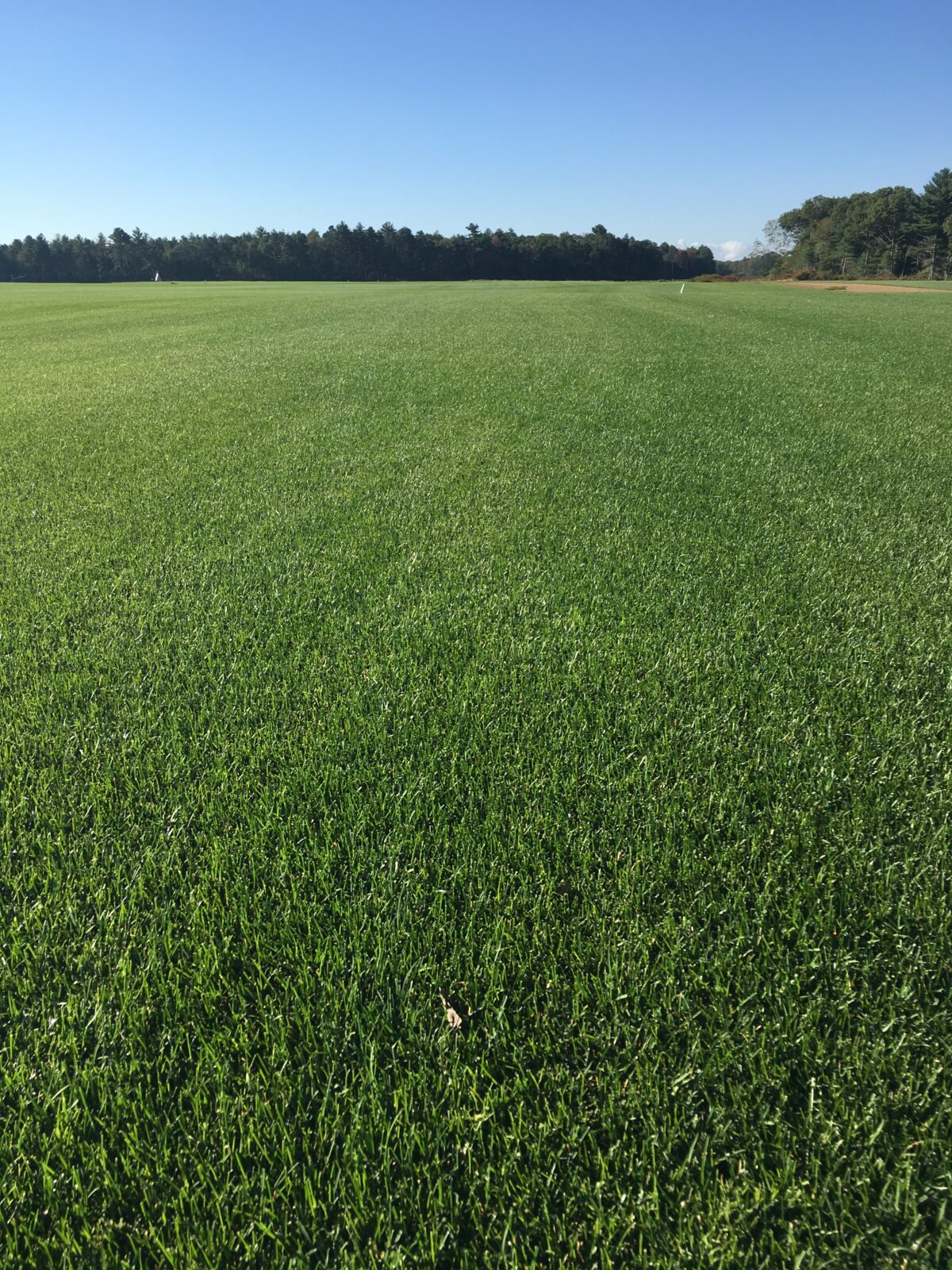 About Us – Tuckahoe Turf Farms